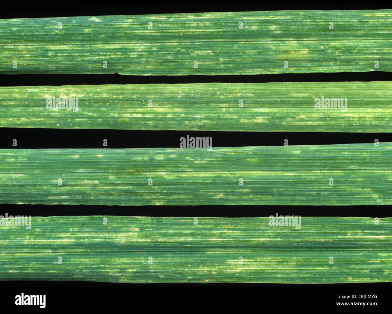 Barley yellow mosaic virus (BaYMV) disease yellow flecking symptoms on ...