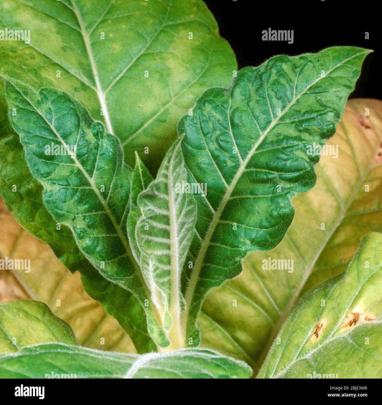 Tobacco mosaic virus( TMV ) symptoms of islands of chlorosis and ...
