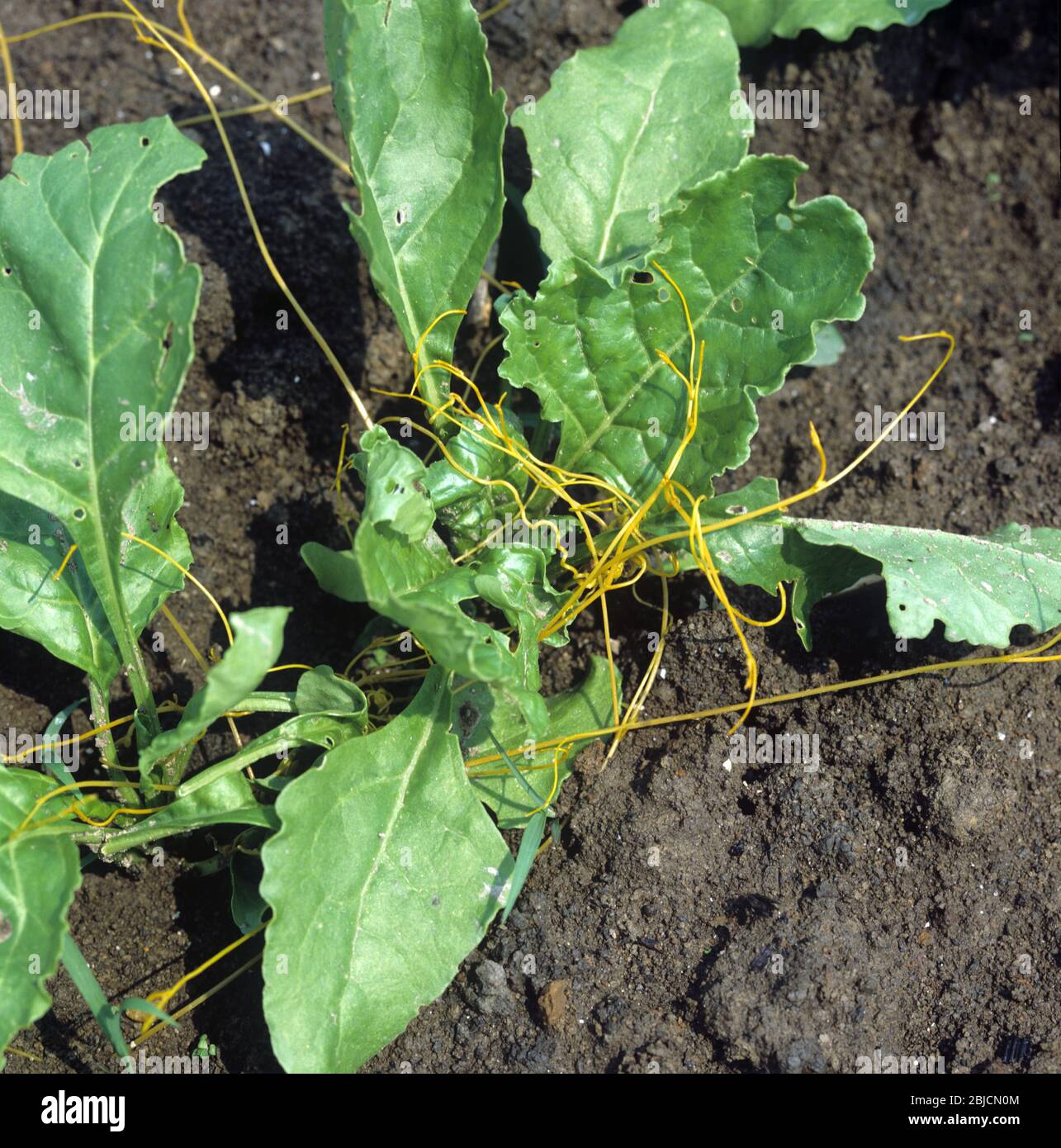 Stems of greater or European dodder (Cuscuta europaea) a parasitic weed ...