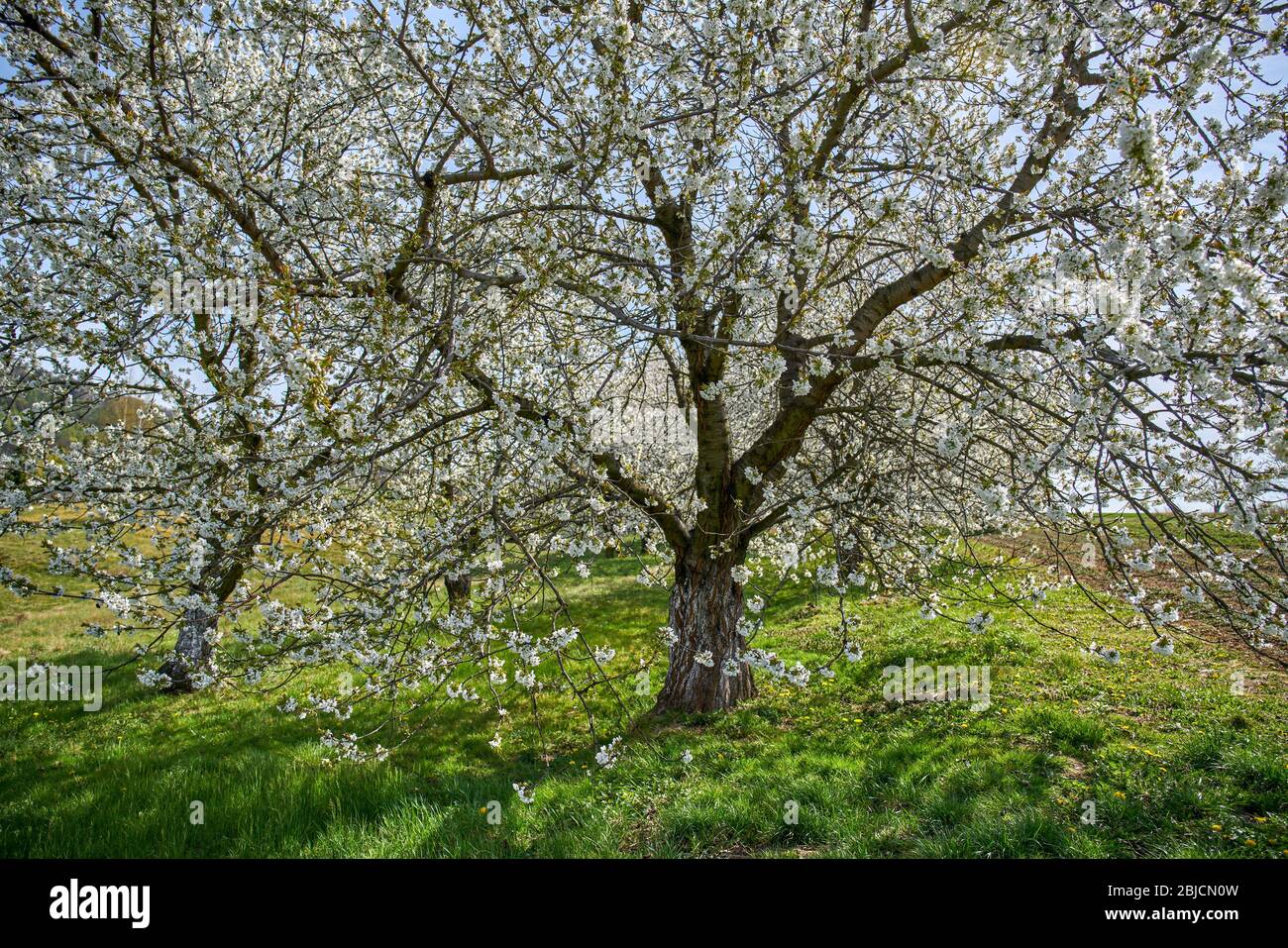 Blooming cherry trees Stock Photo - Alamy