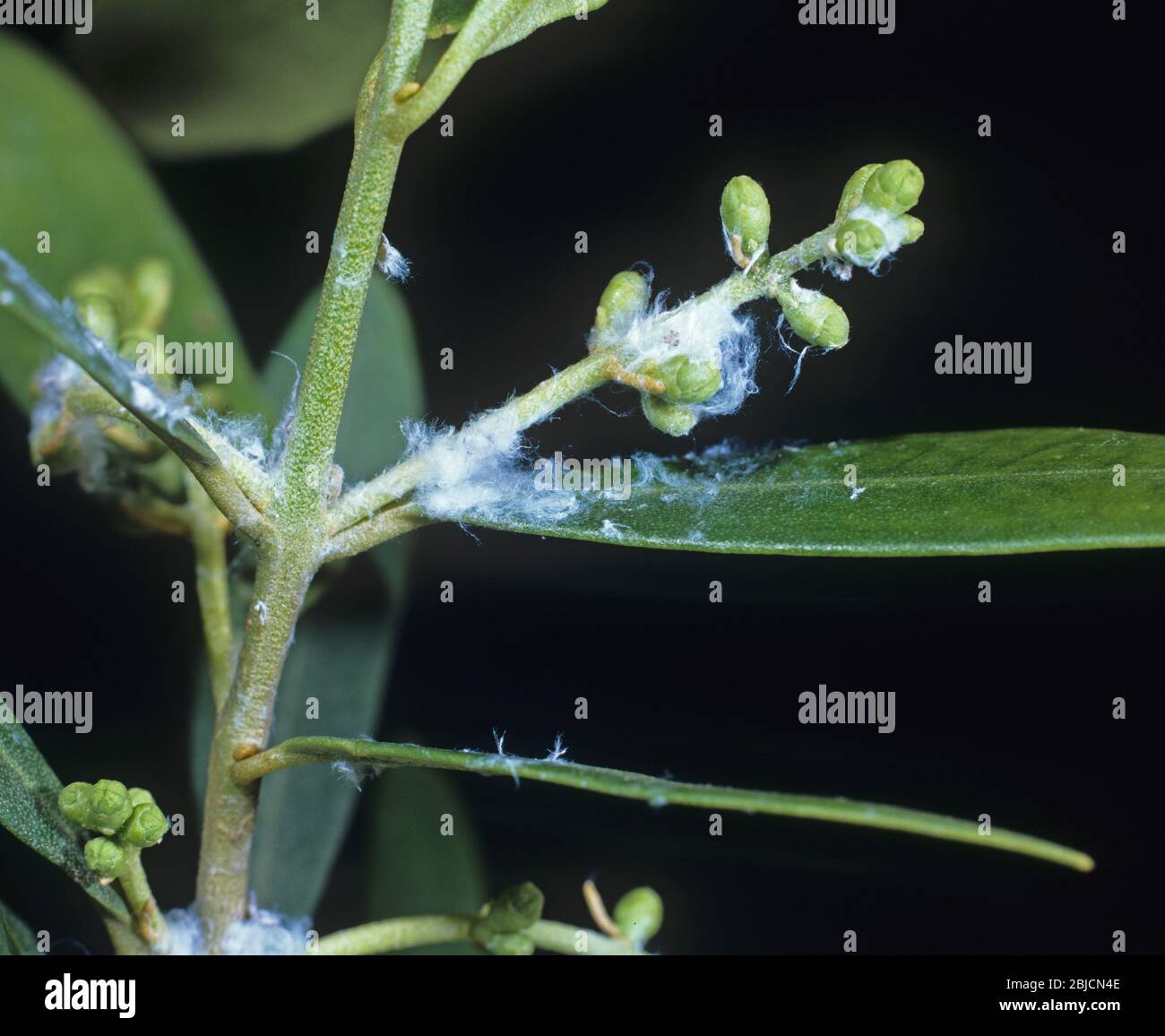 Waxy secretion of olive psyllid (Euphyllura olivine) a pest on olive ...