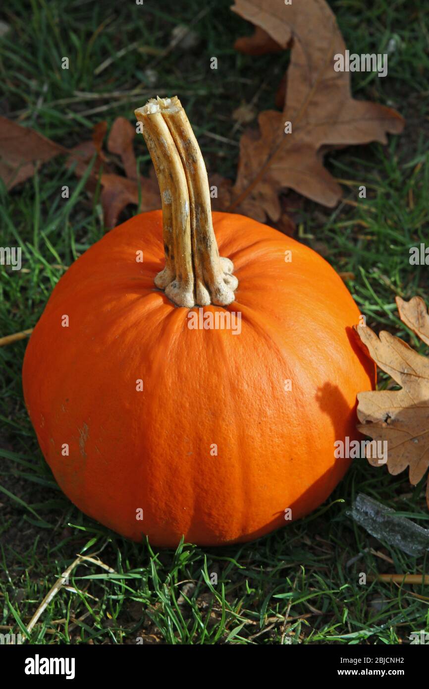 Jack o lantern pumpkin squash variety of Cucurbita pepo with a ...