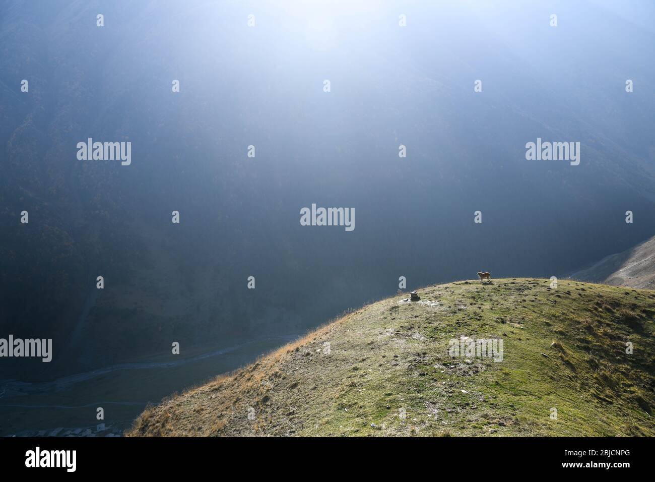 Caucasus, Georgia, Tusheti region, Kvavlo. A sheepdog stands on top of ...