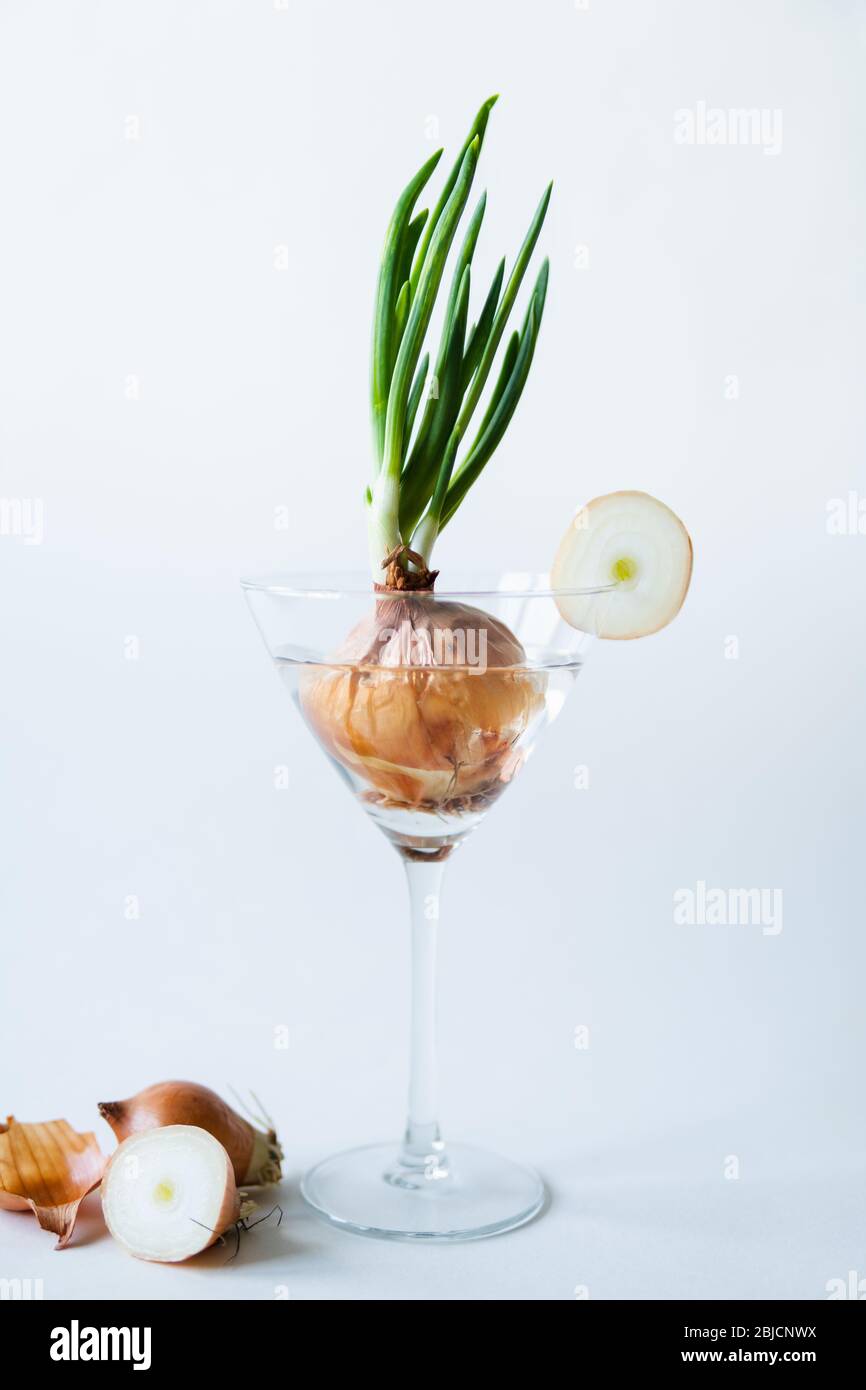 Green onion growing in a stemmed cocktail glass on white background ...
