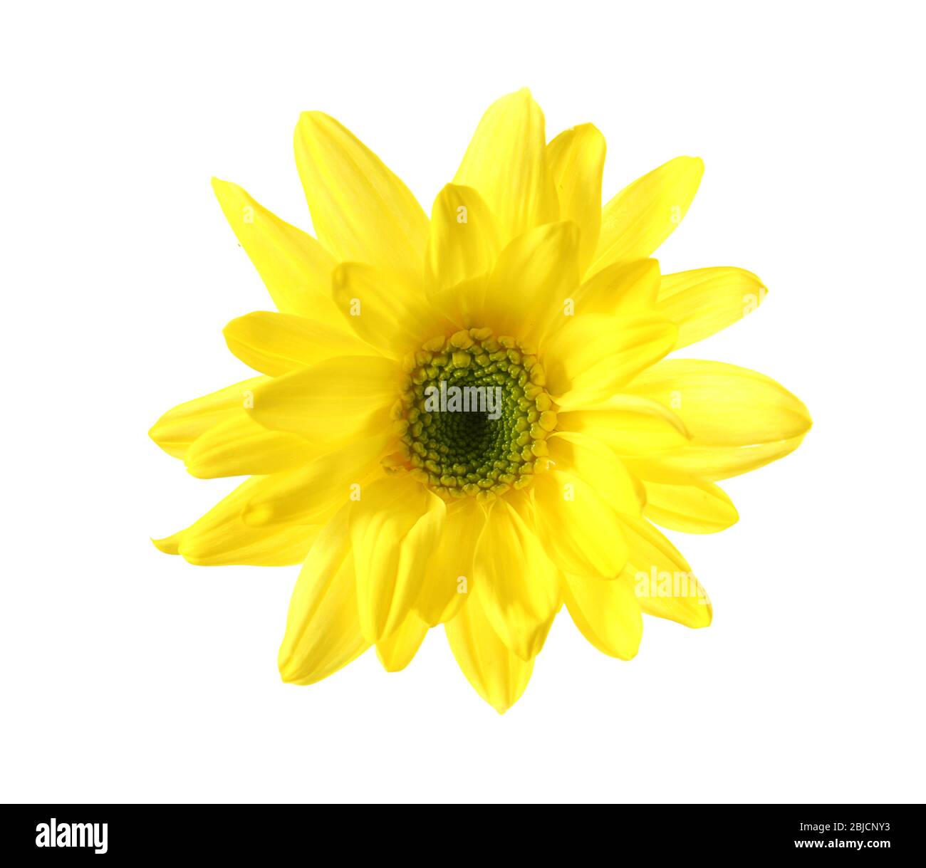 Colourful daisy Cut Out Stock Images & Pictures - Alamy