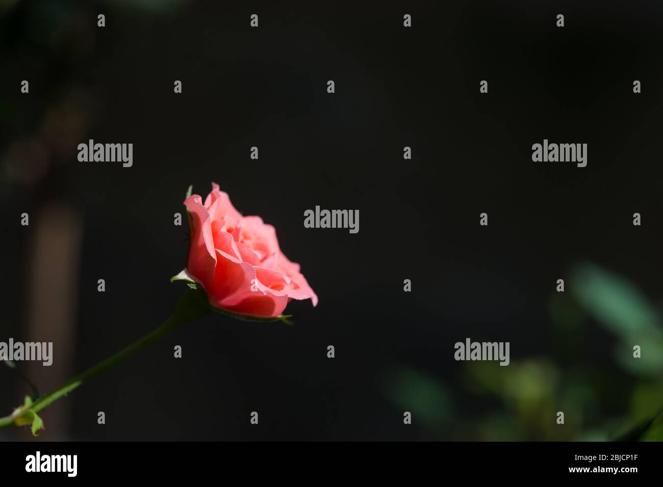 Rose and warm light in garden background , beautiful moments of love ...