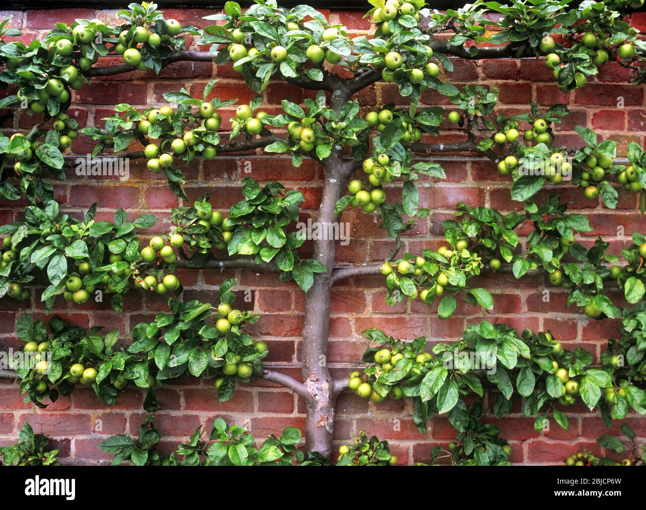 Espaliered apple tree in a formal English walled kitchen garden ...