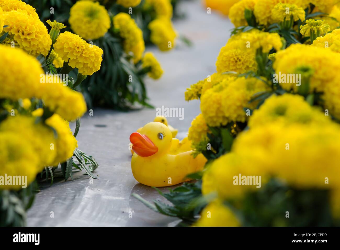 Mexican duck hi-res stock photography and images - Alamy