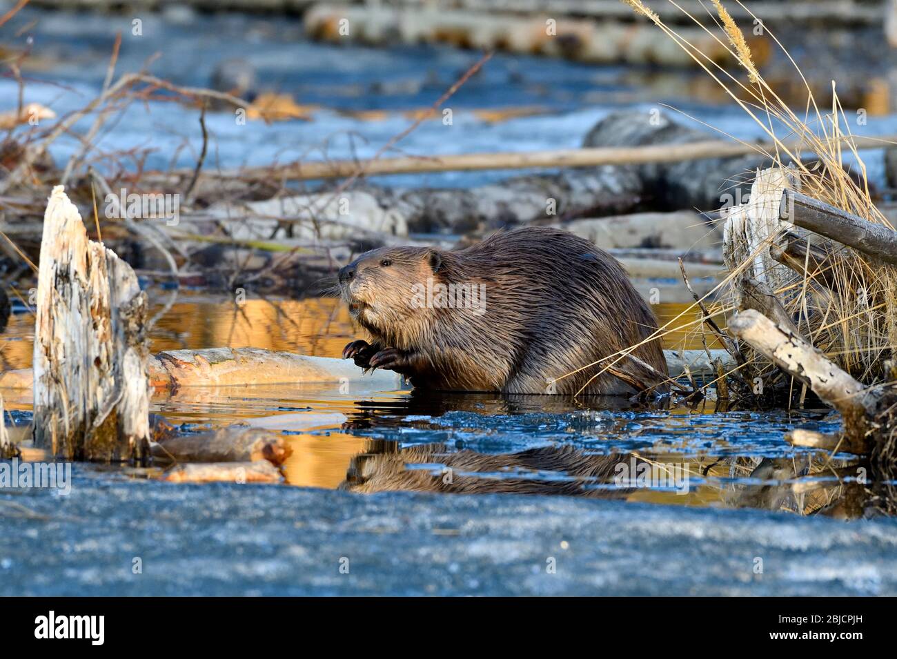 An adult beaver "Castor canadensis", out of his lodge after a long ...