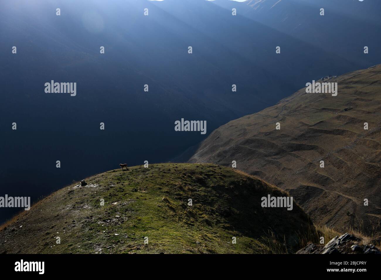 Caucasus, Georgia, Tusheti region, Kvavlo. A sheepdog stands on top of ...