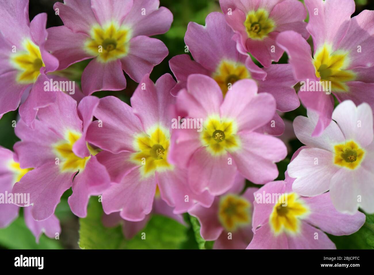Pink Primula with soft petals ,yellow stamens and green leaves in the ...