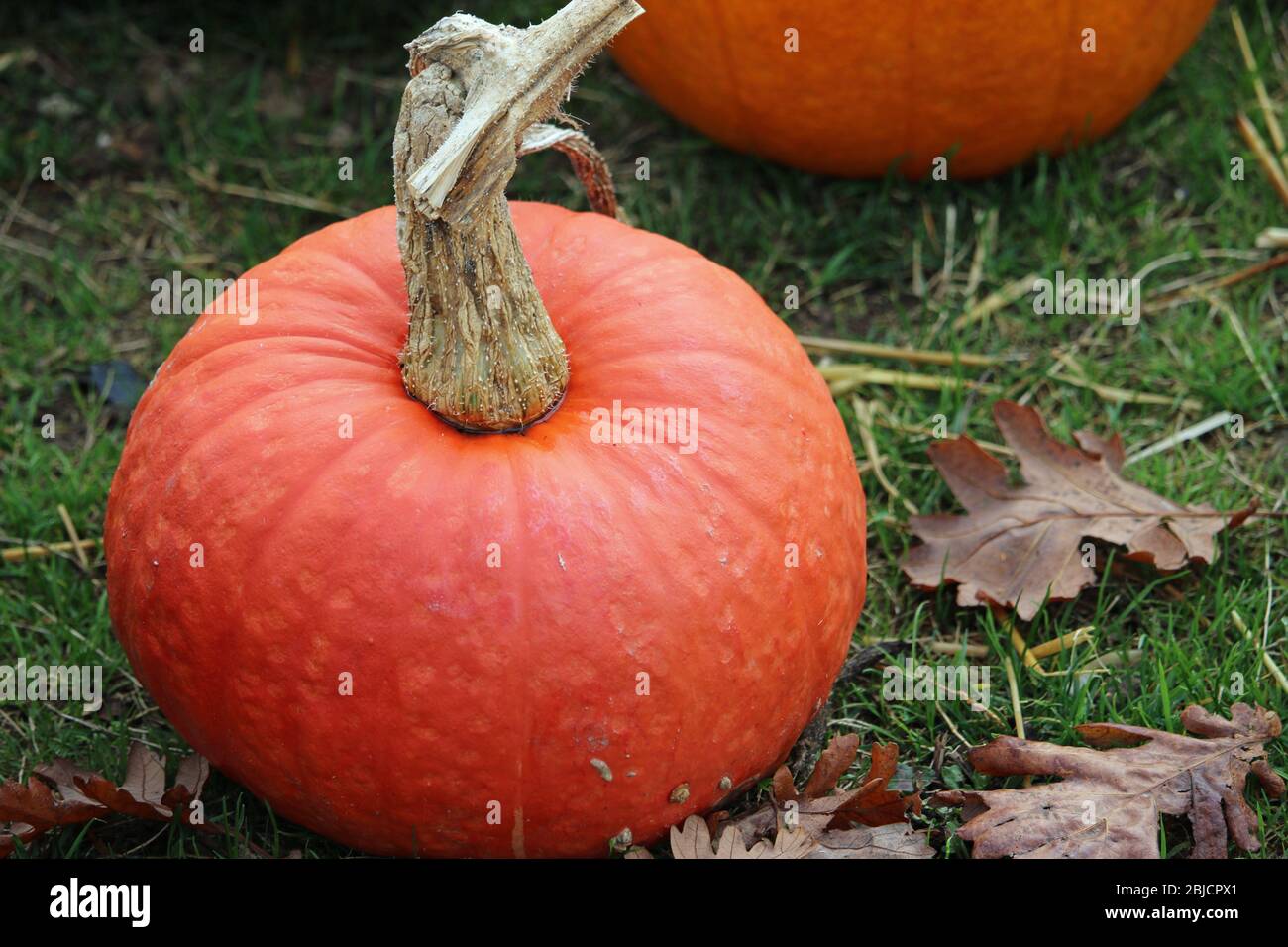 Orange pumpkin squash unknown variety of Cucurbita maxima with a ...