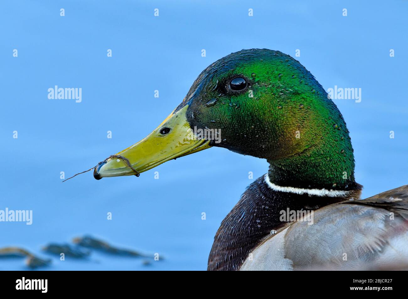 A side view image of a male mallard duck "Anas platyrhynchos", standing ...
