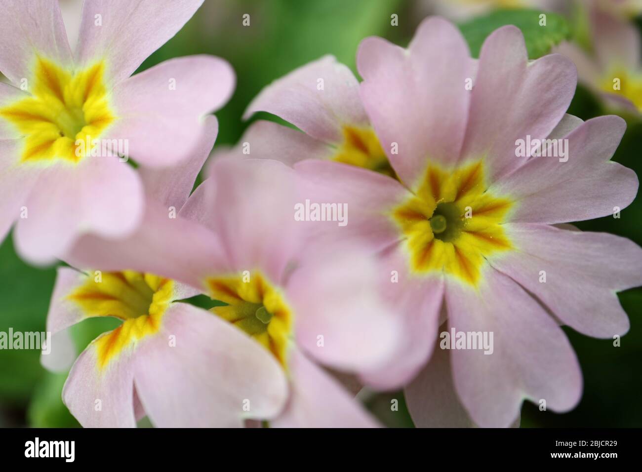Pink Primula with soft petals ,yellow stamens and green leaves in the ...