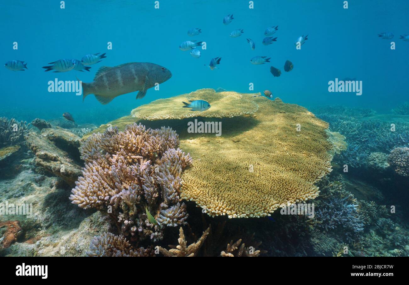 Table coral hi-res stock photography and images - Alamy