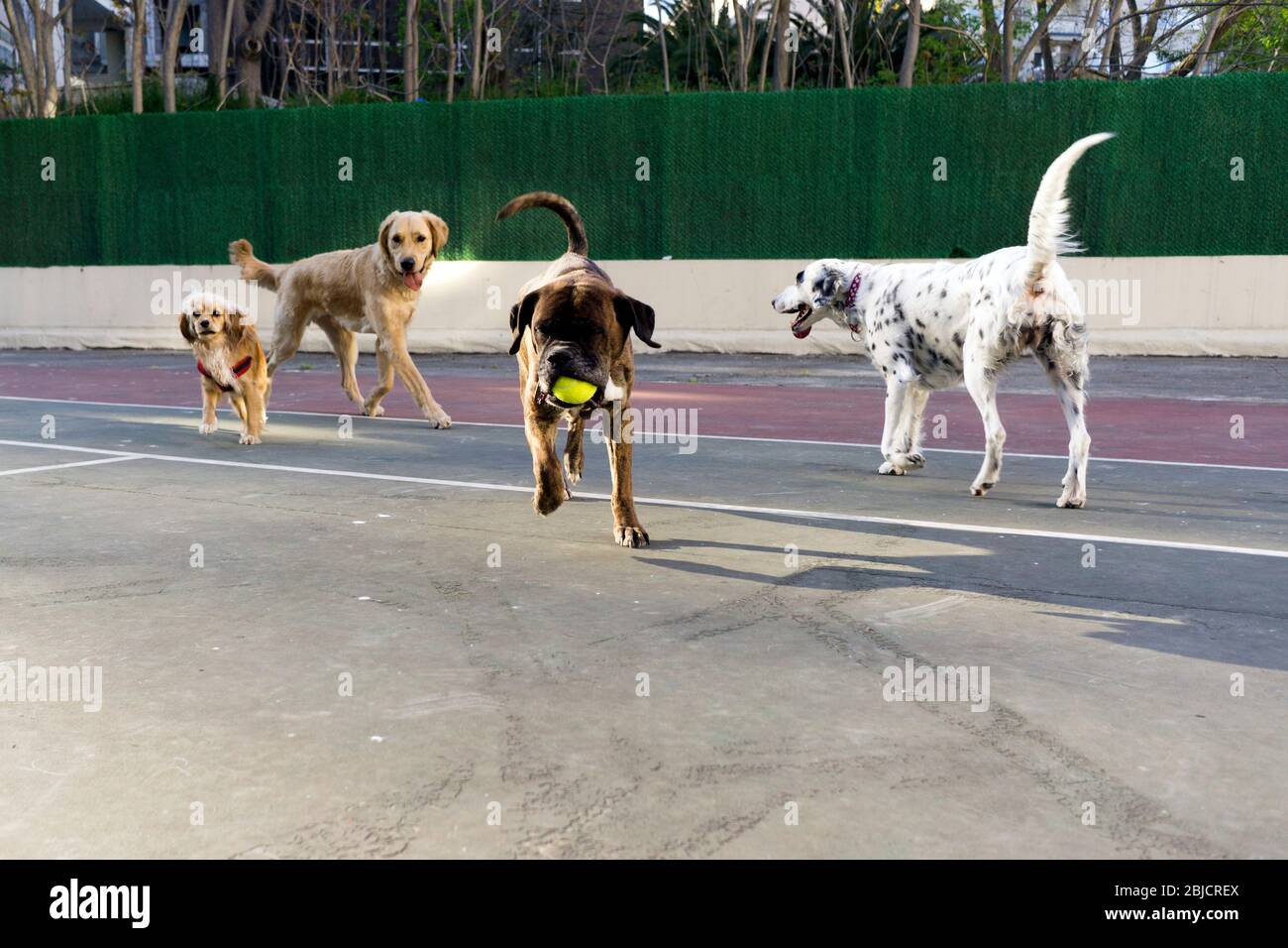 Dogs playing in the park Stock Photo - Alamy