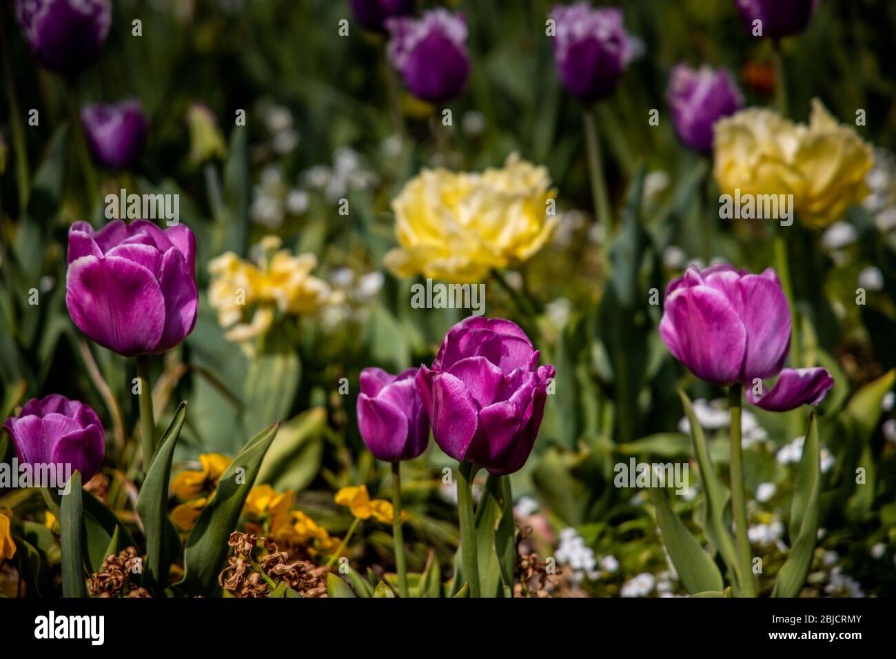 A walk in the park on an overcast day in spring Stock Photo - Alamy