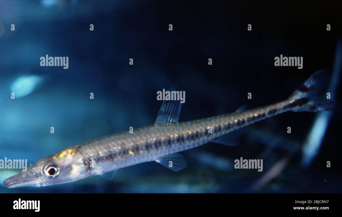 Phago hi-res stock photography and images - Alamy