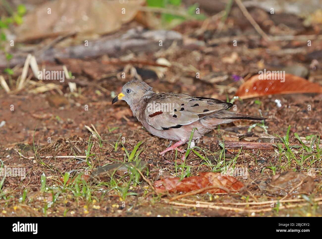 Croaking Ground-dove (Columbina cruziana) adult on forest floor after ...