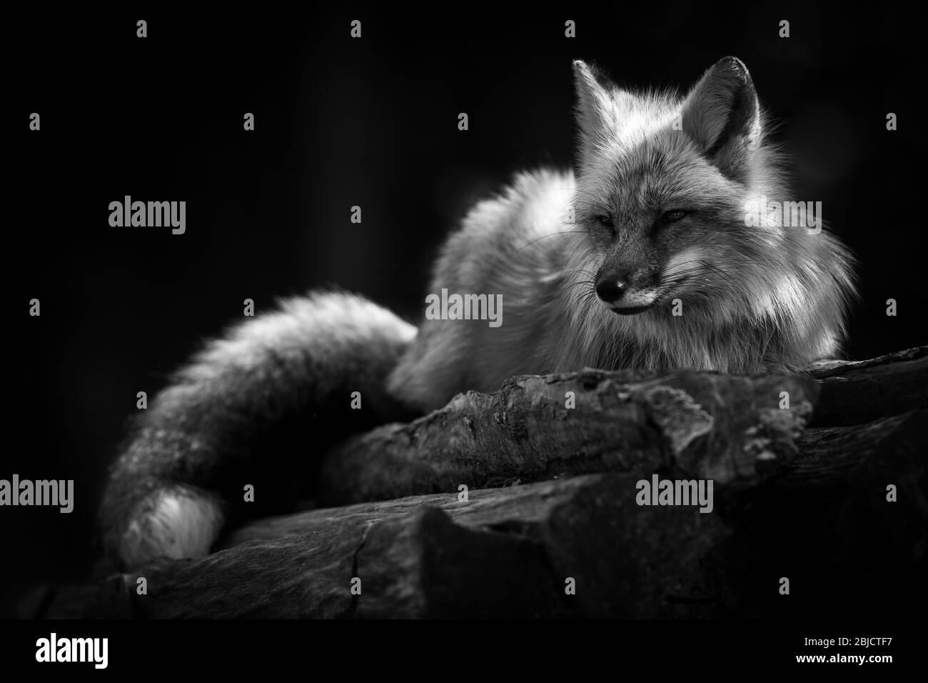 Red fox Black and White Stock Photos & Images - Alamy