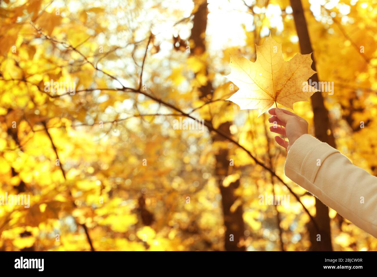 Hand holding cute leaf hi-res stock photography and images - Alamy
