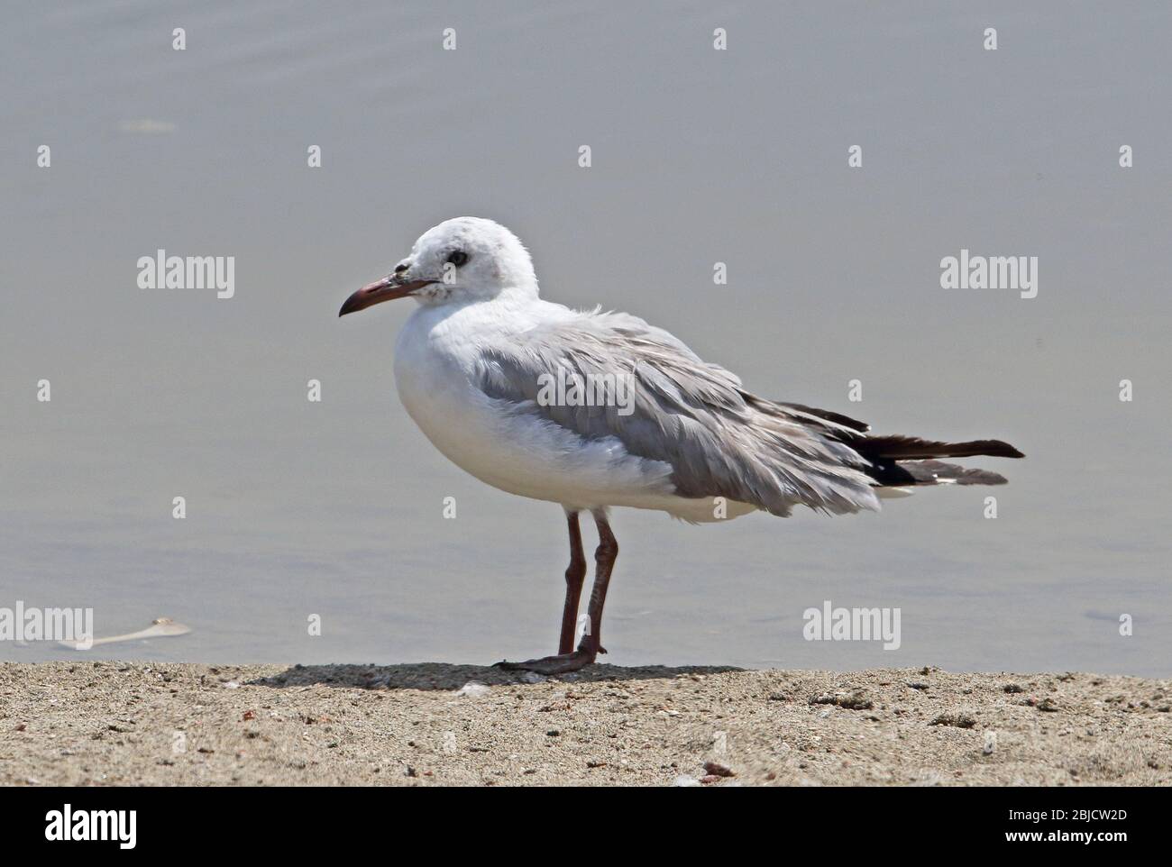 Grey-hooded Gull (Chroicocephalus cirrocephalus) non-breeding adult ...