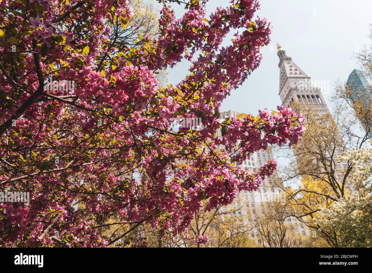 Prairie fire crabapple tree hi-res stock photography and images - Alamy