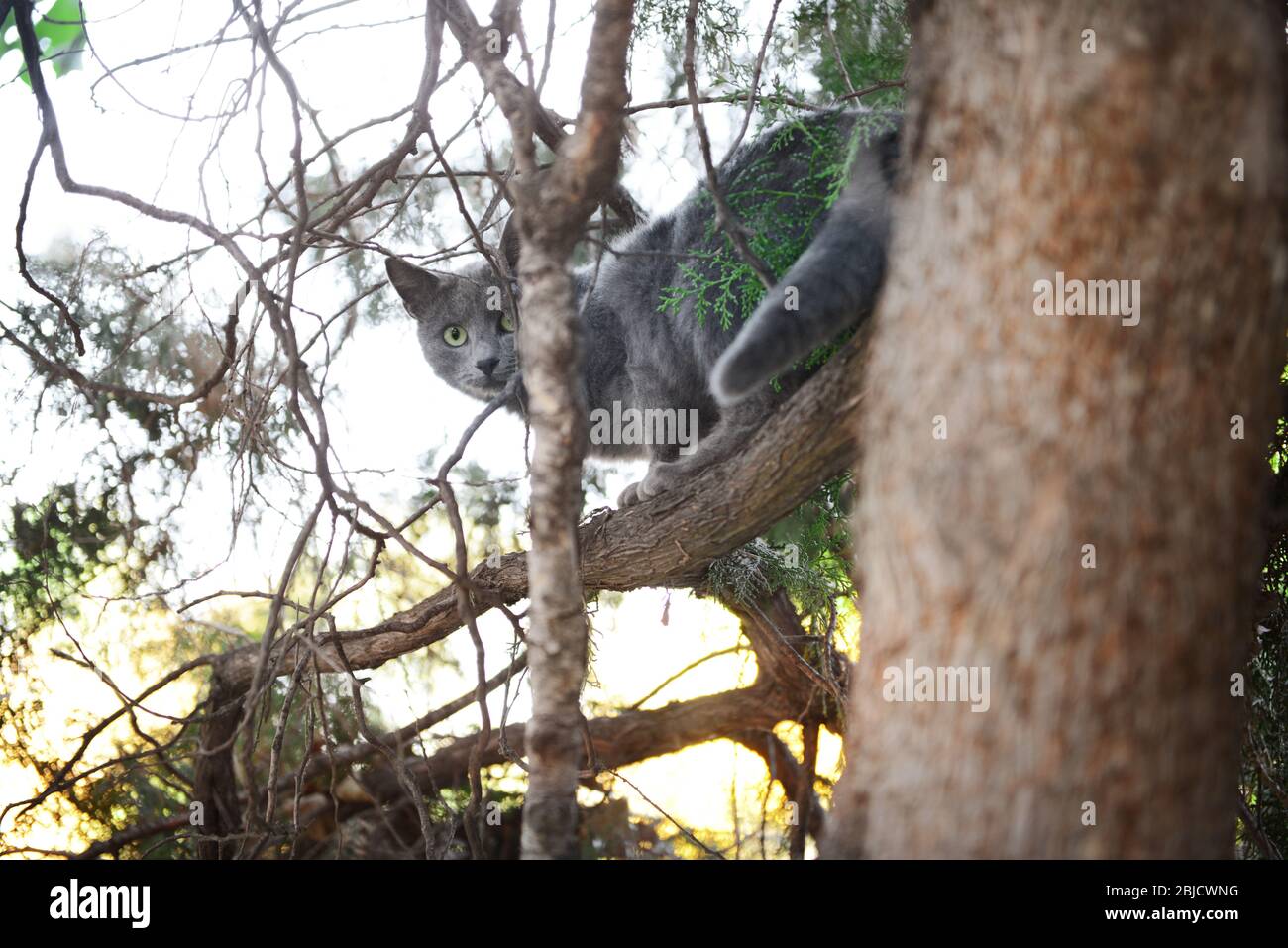 Cute cat sitting on tree Stock Photo - Alamy