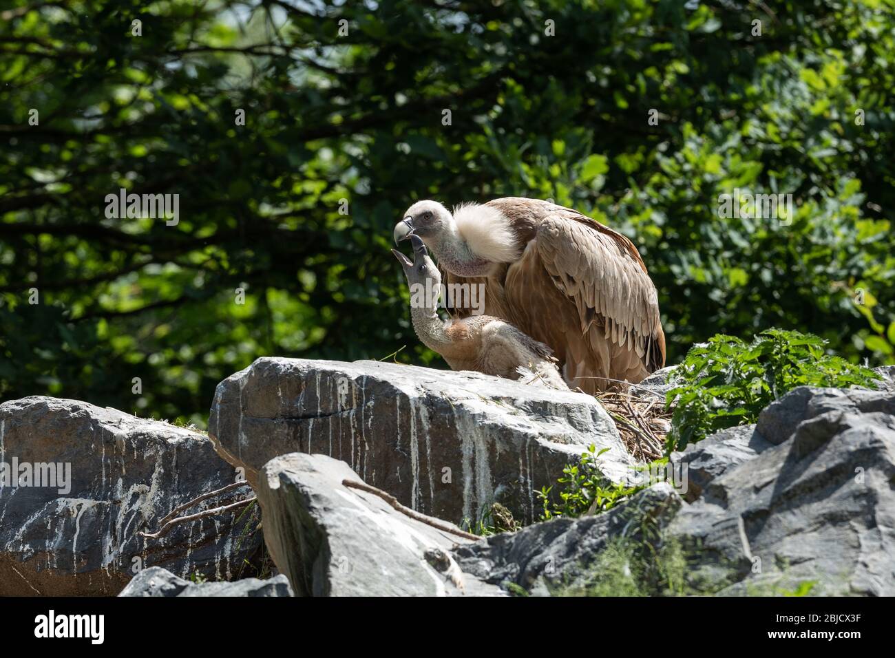 Vultur fulvus hi-res stock photography and images - Alamy
