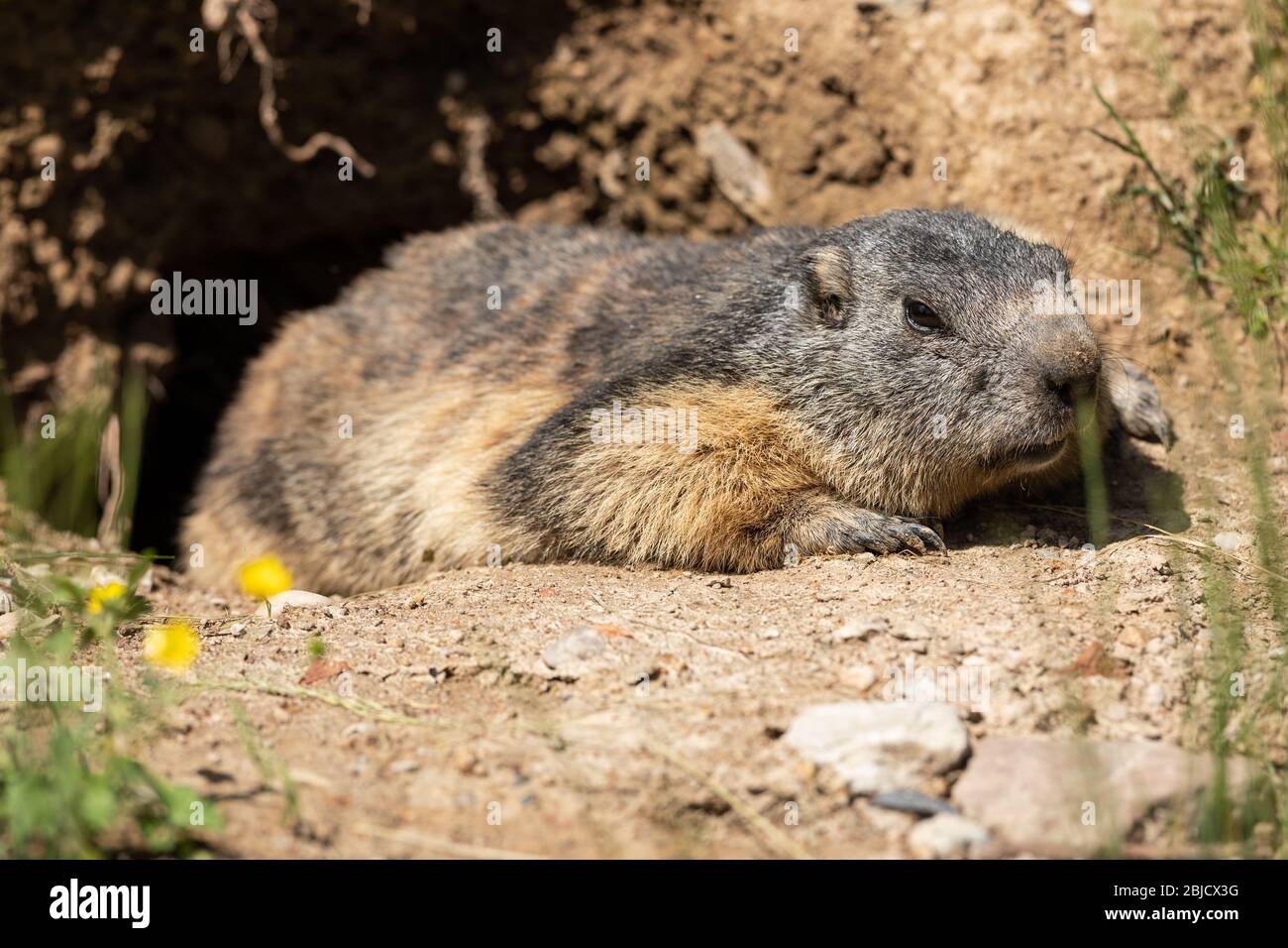 European marmot in mountains grass hi-res stock photography and images ...