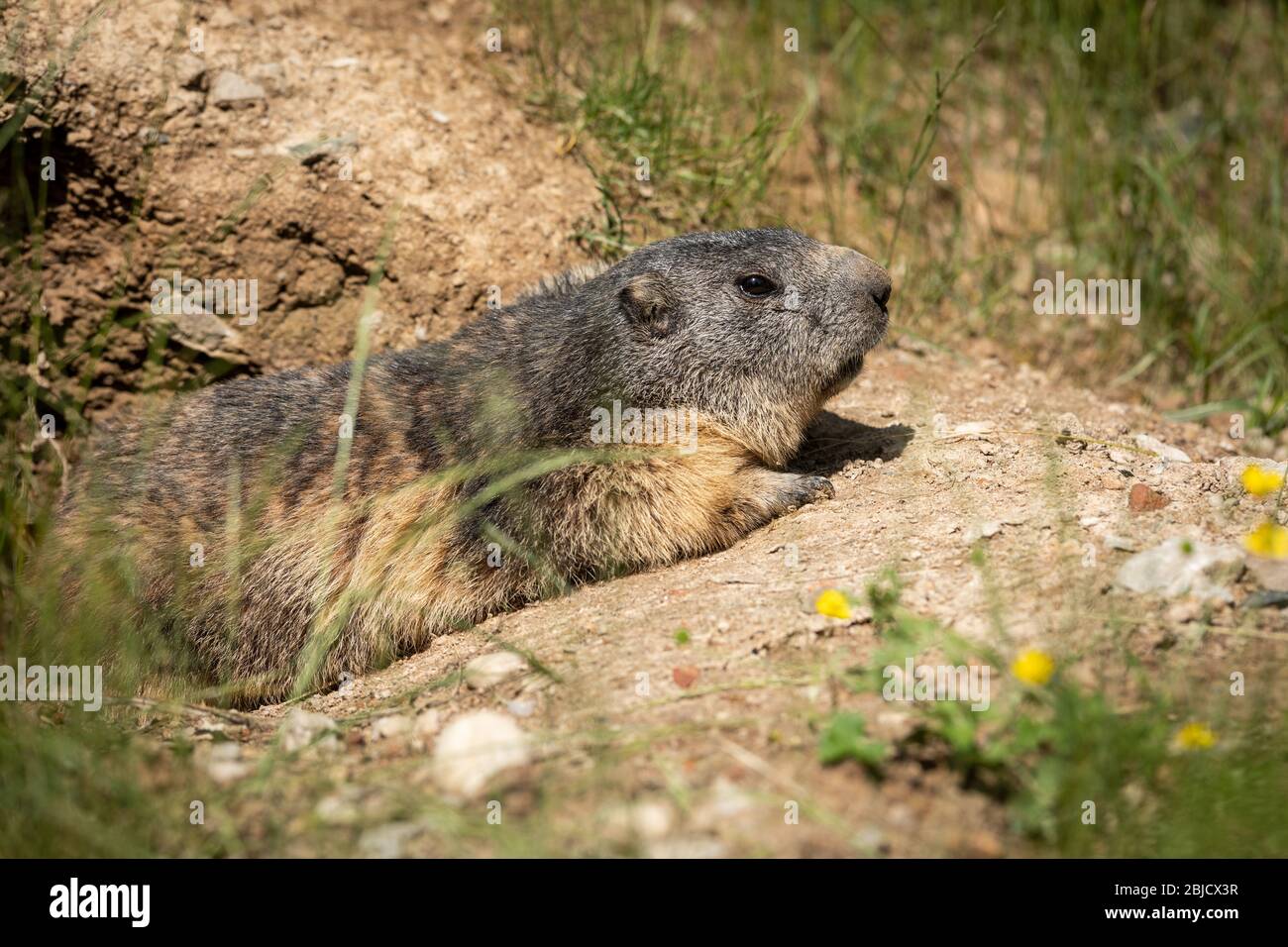 European marmot in mountains grass hi-res stock photography and images ...