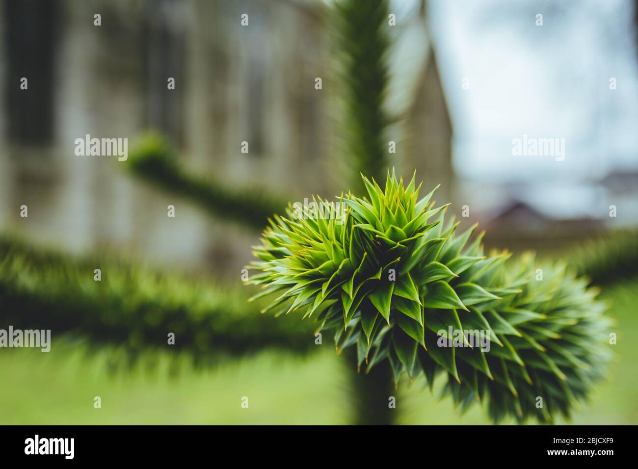 Close up of an evergreen monkey puzzle tree branch. The national tree ...