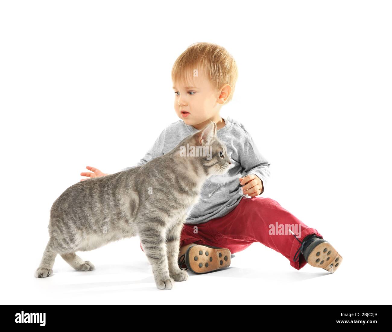 Adorable little boy playing with fluffy cat on white background Stock ...