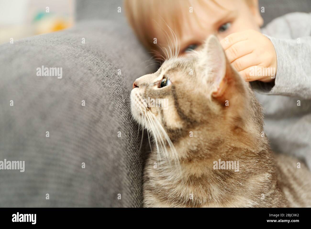 Closeup of cute little boy with fluffy cat on grey armchair Stock Photo ...