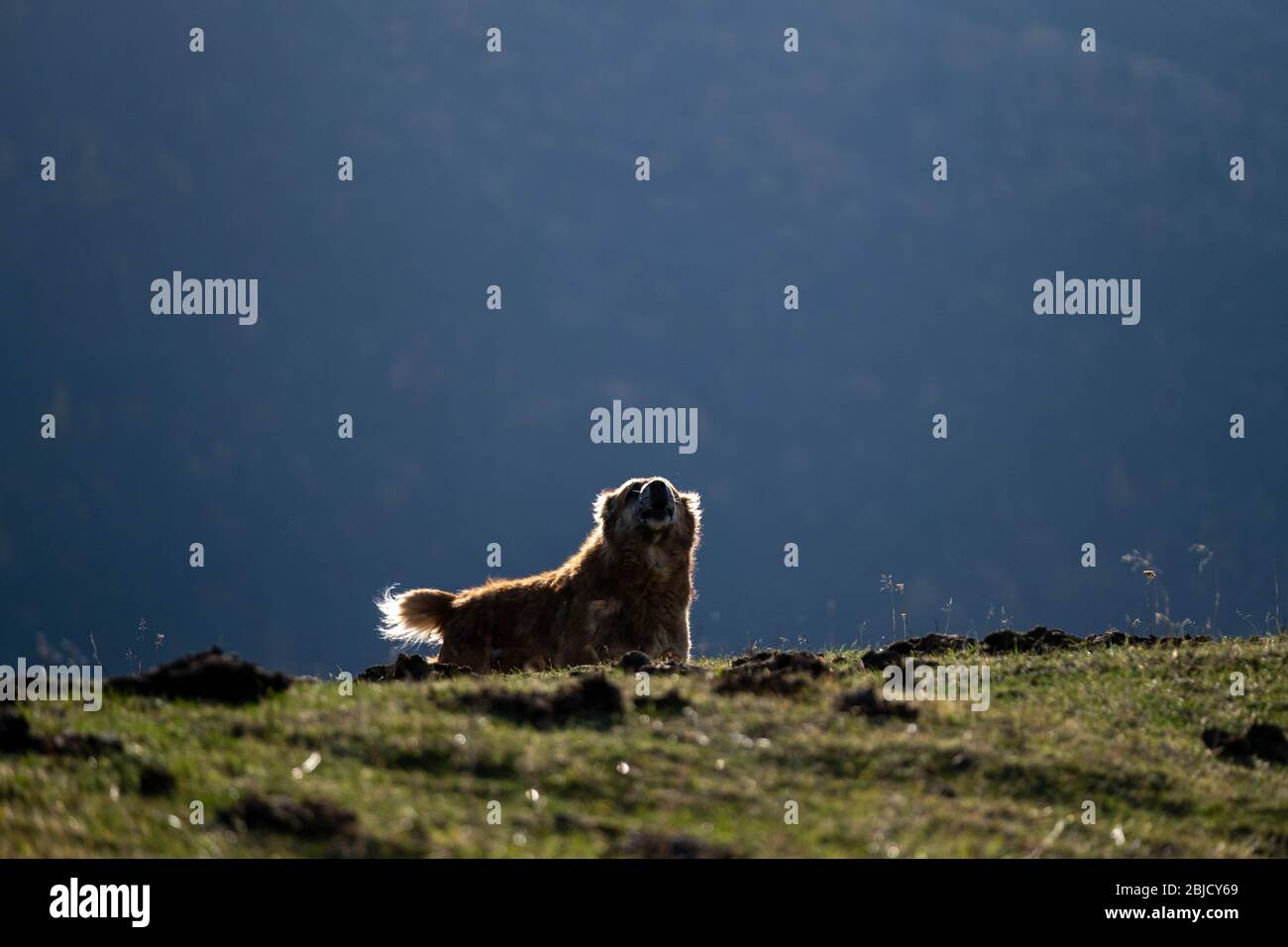 Caucasus, Georgia, Tusheti region, Kvavlo. A sheepdog stands on top of ...