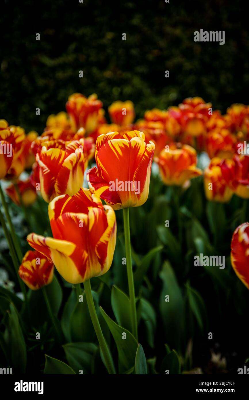A walk in the park on an overcast day in spring Stock Photo - Alamy