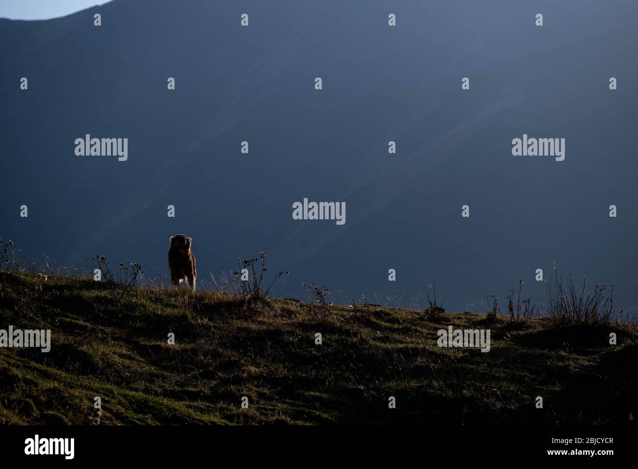 Kvavlo hi-res stock photography and images - Alamy