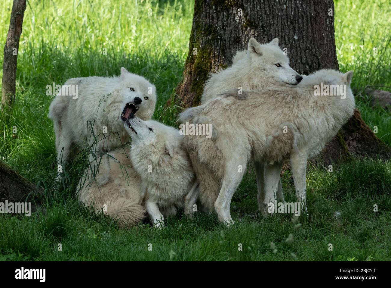 White wolf in the forest Stock Photo - Alamy