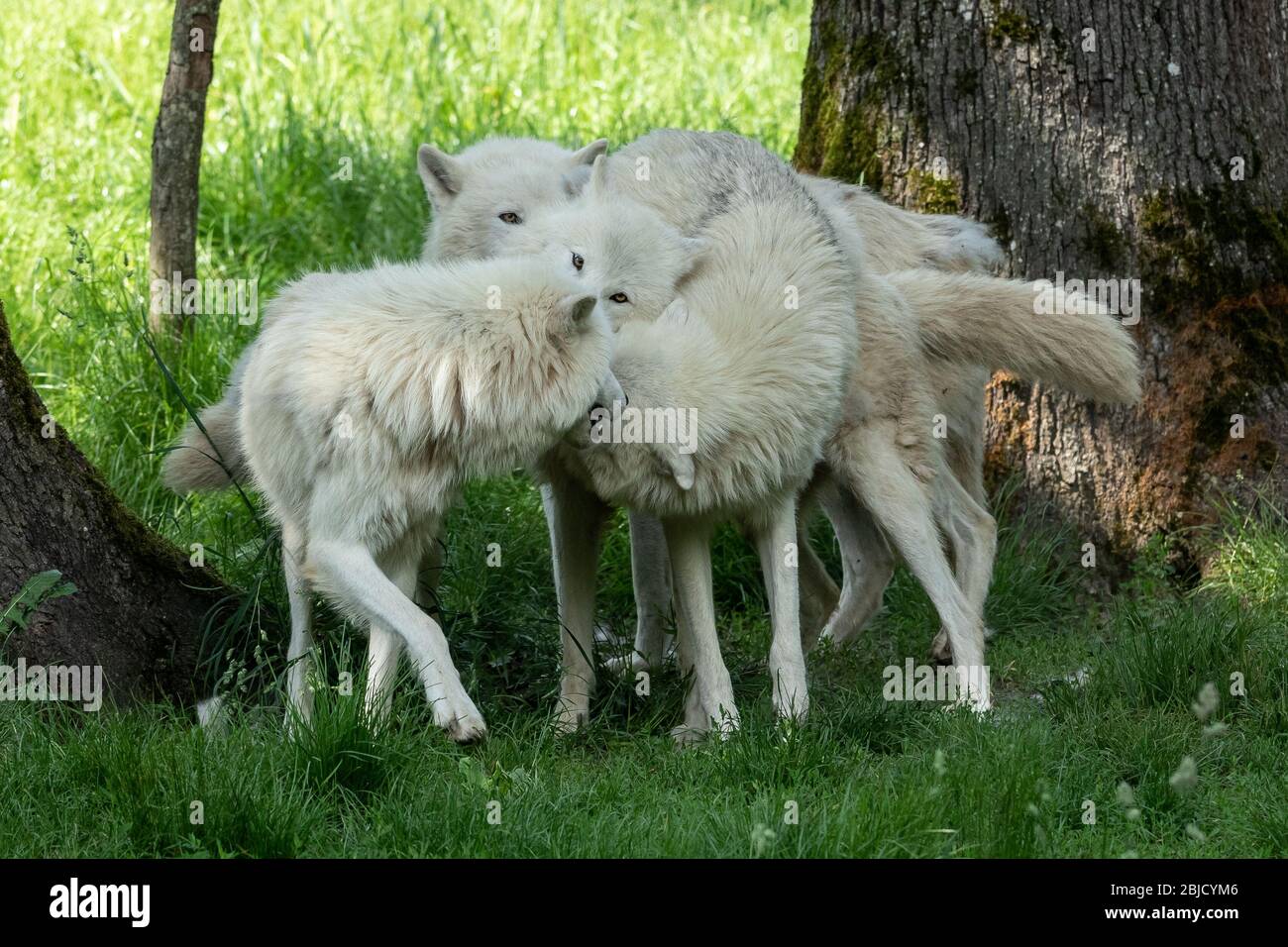 White wolf in the forest Stock Photo - Alamy