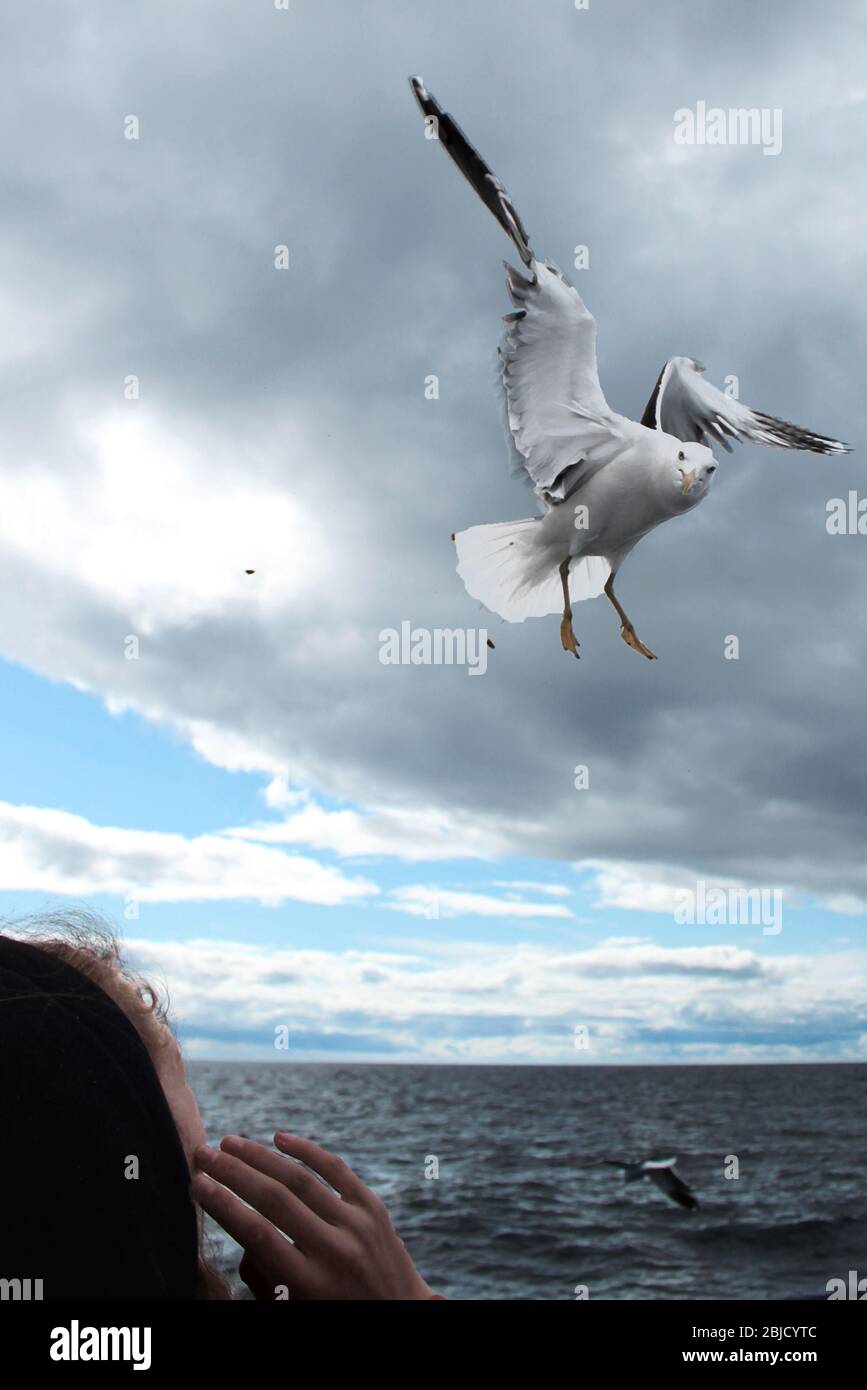 Seagull Lesser Black-backed Larus fuscus swooping in air catching food ...