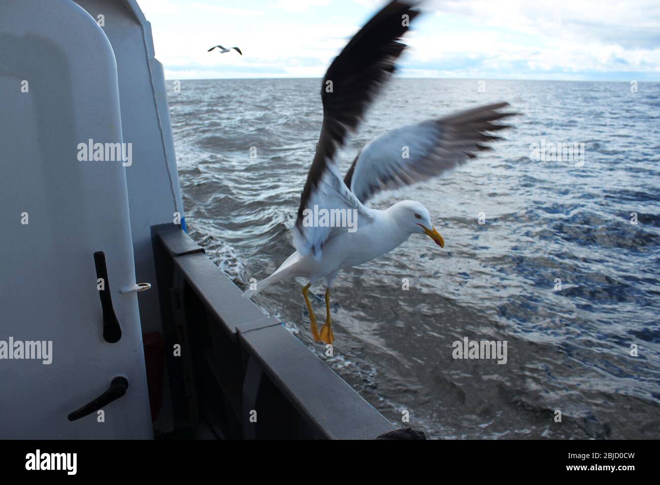 Seagull landing on water hi-res stock photography and images - Alamy