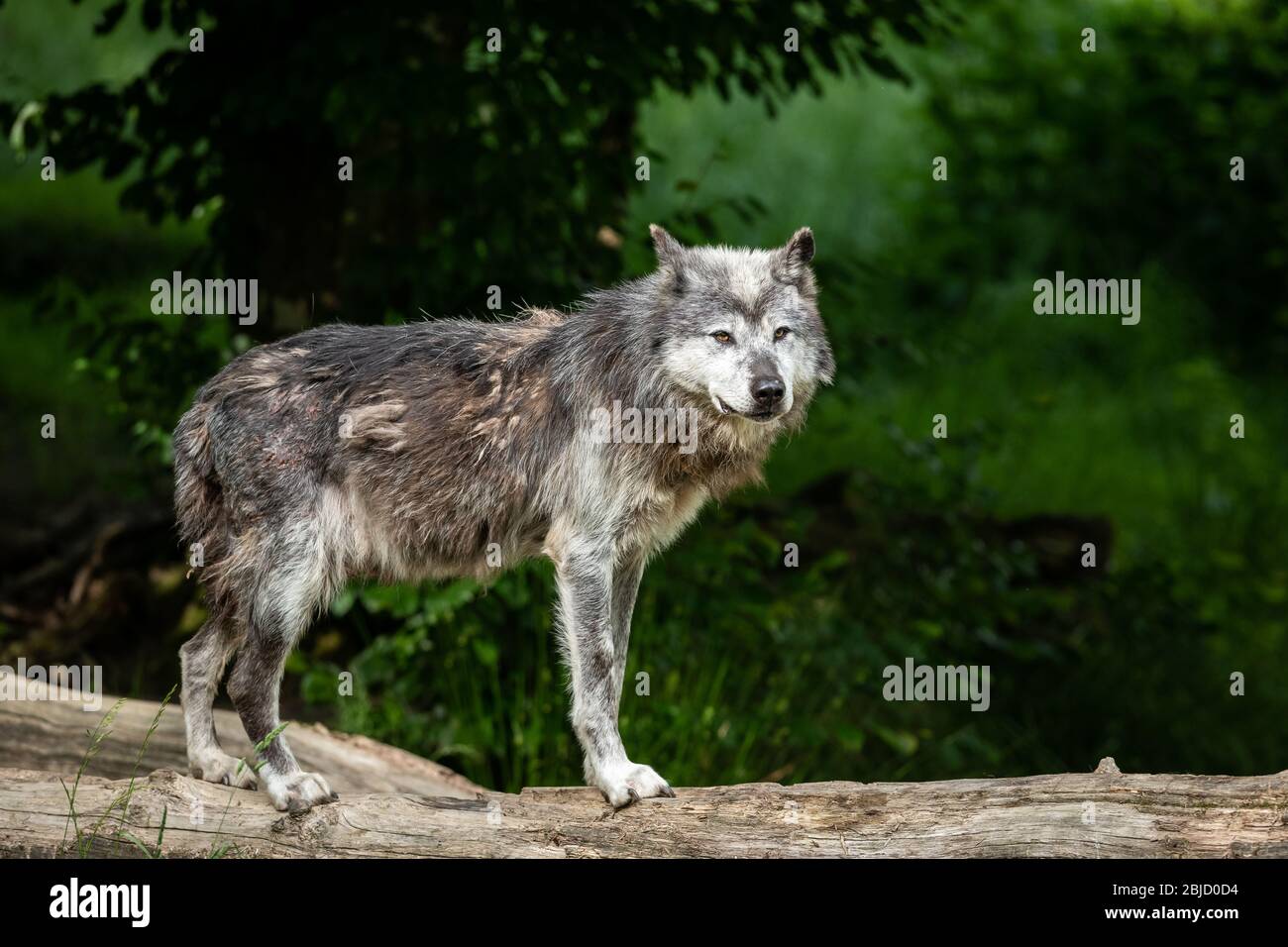 Black wolf in the forest Stock Photo - Alamy