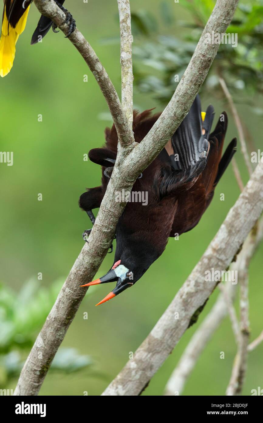 Montezuma oropendola hi-res stock photography and images - Alamy