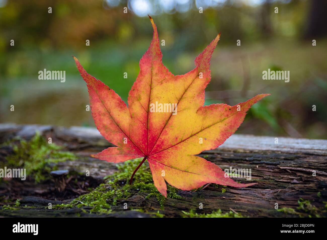 Beautiful leaf image hi-res stock photography and images - Alamy
