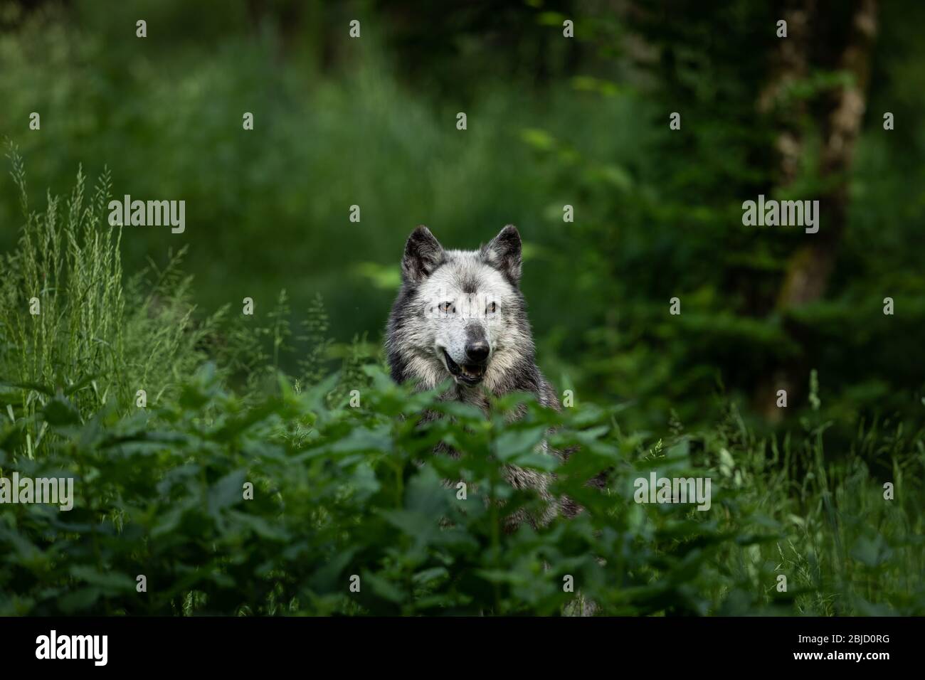 Black wolf in the forest Stock Photo - Alamy