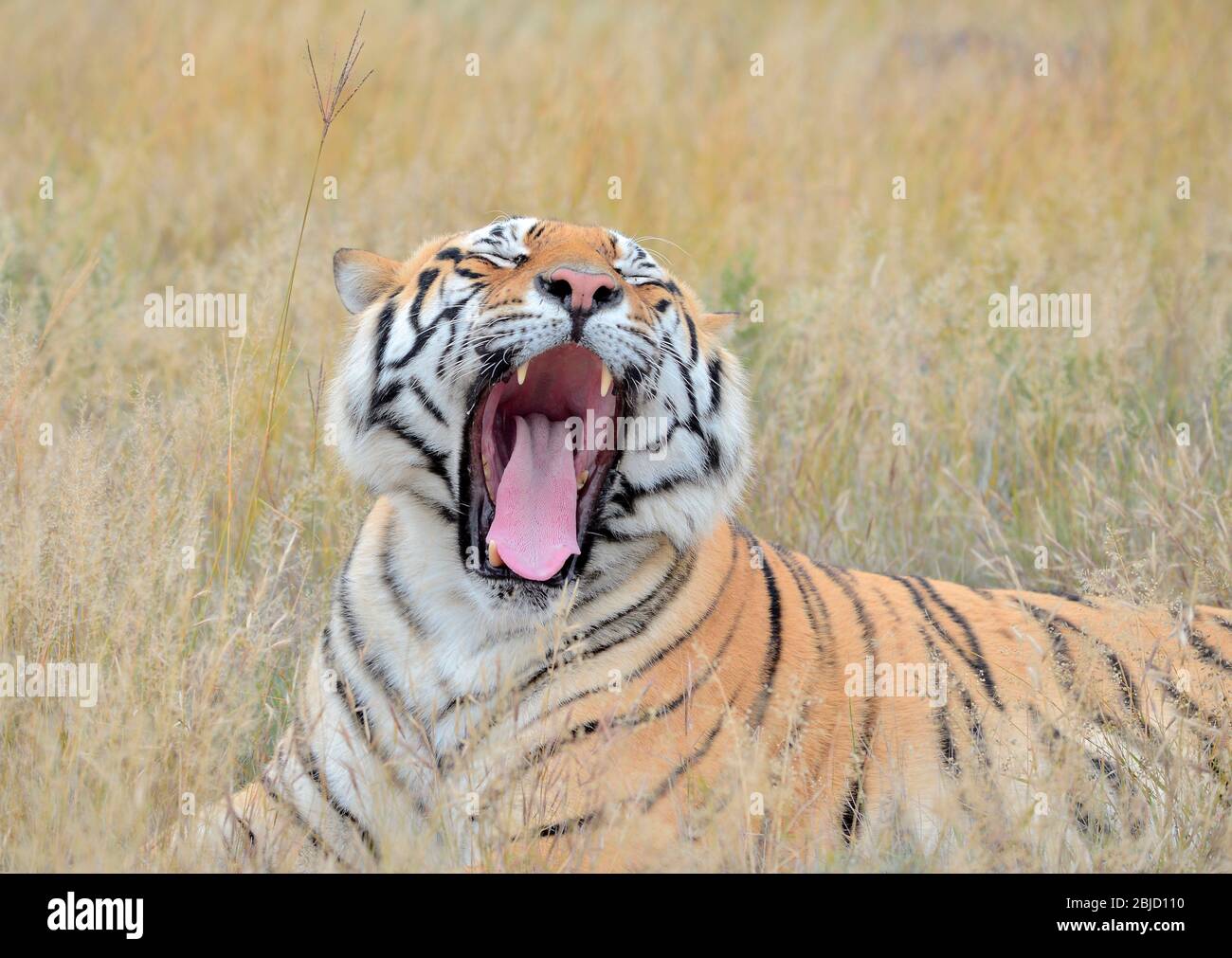 Bengal tiger teeth close hi-res stock photography and images - Alamy