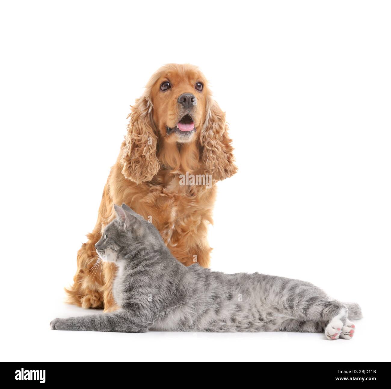 Cute dog and cat together on white background Stock Photo - Alamy