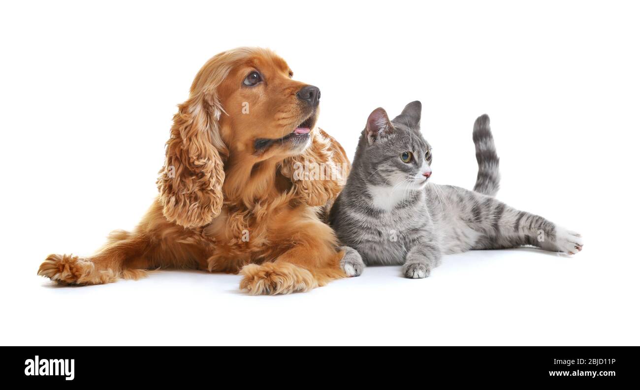 Cute dog and cat together on white background Stock Photo - Alamy