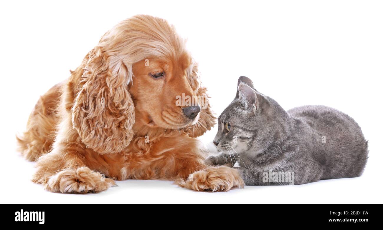 Cute dog and cat together on white background Stock Photo - Alamy