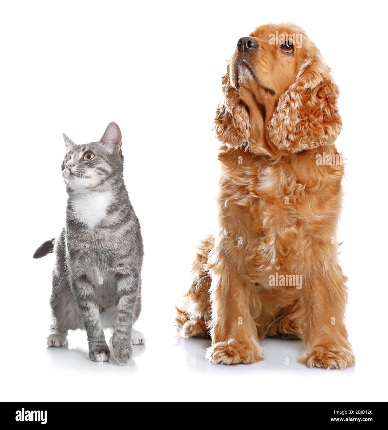 Cute dog and cat together on white background Stock Photo - Alamy